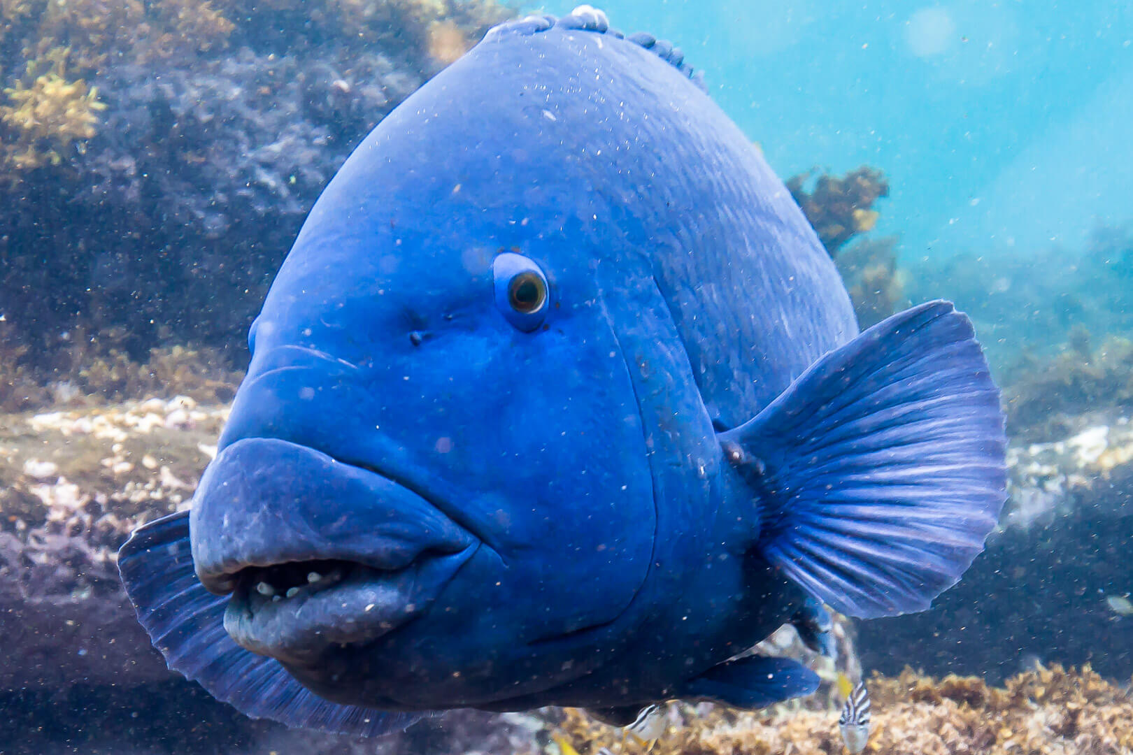 Bluey the Groper - jakob de zwart